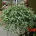 Bacopa Blutopia Seed/white Snowtopia or Pinktopia Hanging Basket ...