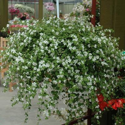 Bacopa Blutopia Seed/white Snowtopia or Pinktopia Hanging Basket ...