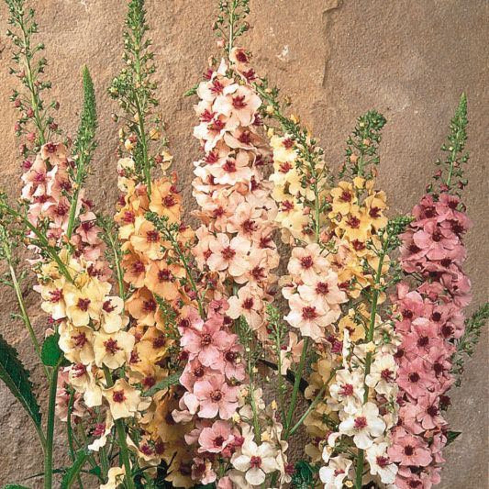 Verbascum Southern Charm/fall Planting for Spring Bloom/elegant ...