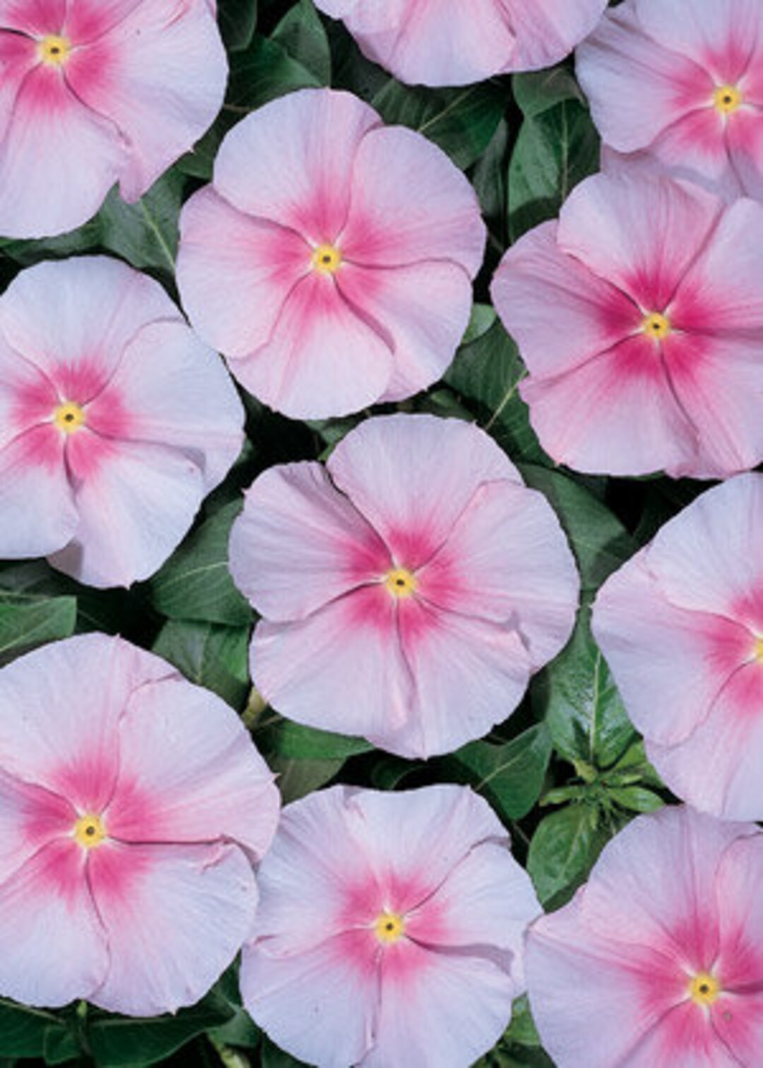 Vinca Pacifica XP Blush - Pleasing and Attractive Light Pink / Rose ...