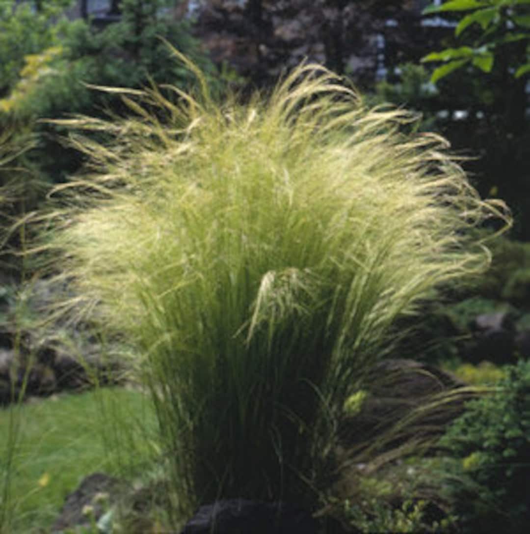 Ornamental Grass: Stipa Angel Hair - Elegant Foliage (10 Seeds) - Etsy