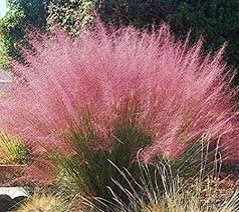 Muhlenbergia Capillaris, Pink Muhly Grass, Gulf Muhly, Late Season ...
