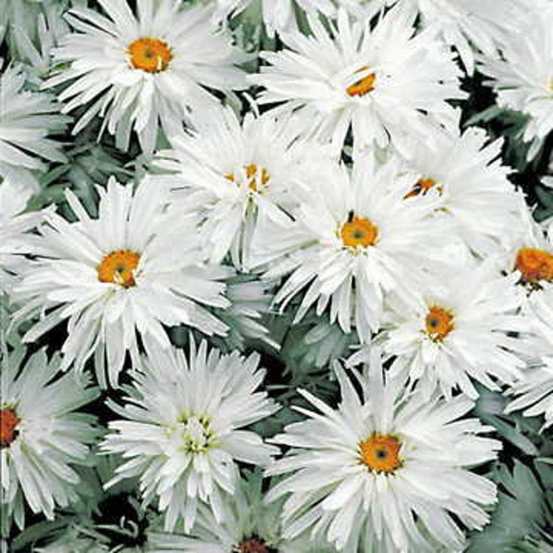 Crazy Daisy Shasta Daisy Seeds Big Double Blooms Are Frilled, Quilled ...