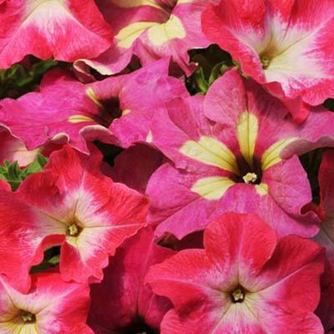 Petunia Lime Coral Mix Seed/new Ideal/lush Plant Blankets With - Etsy
