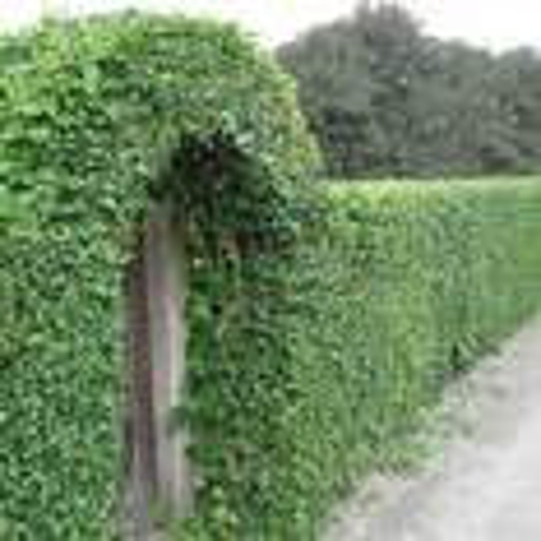 Privacy Hedge Mulberry Black/morus Nigra/privacy Fence With Yummy ...