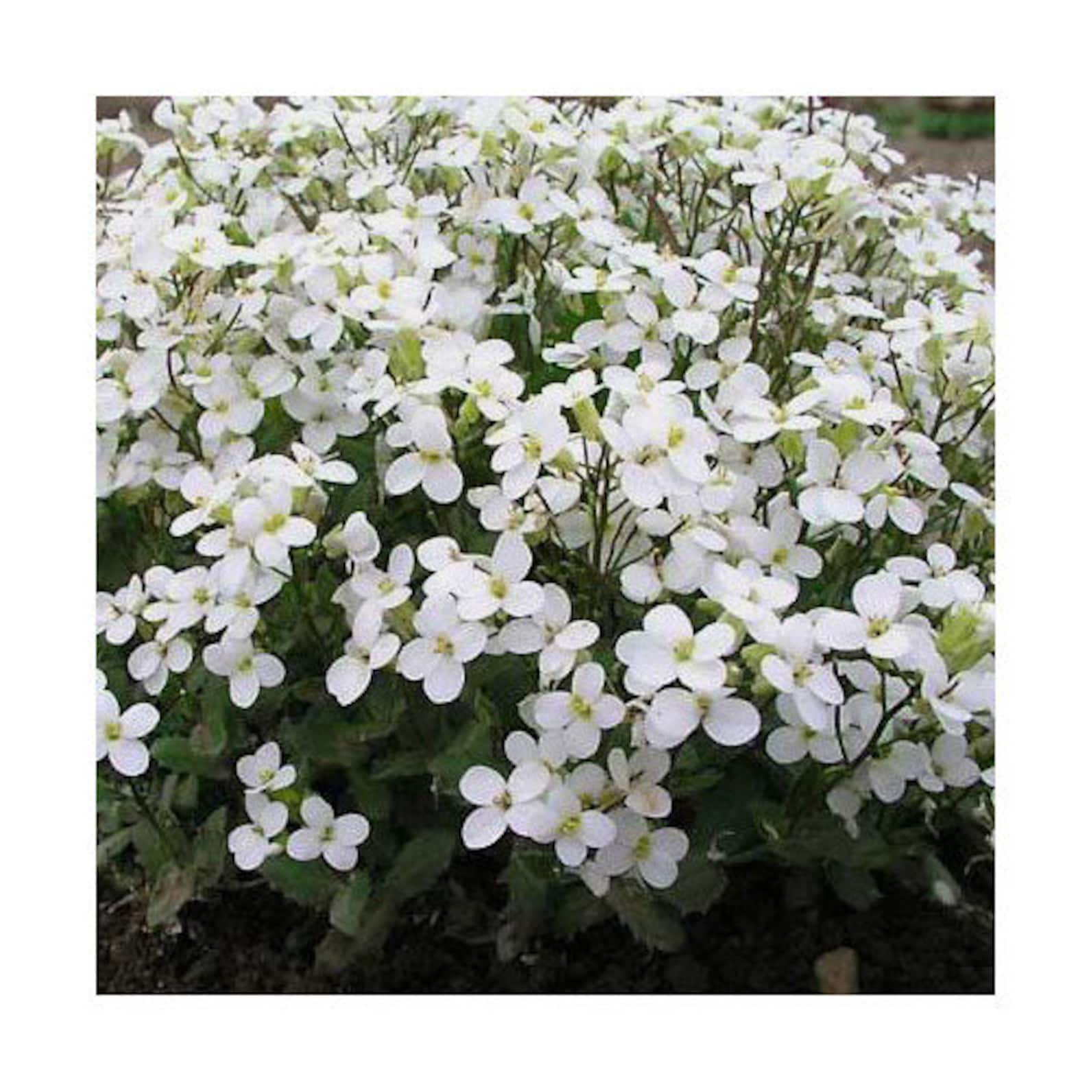Arabis Caucasica Snowcap Cascading Rock Cress/colorful Fragrant Flowers ...