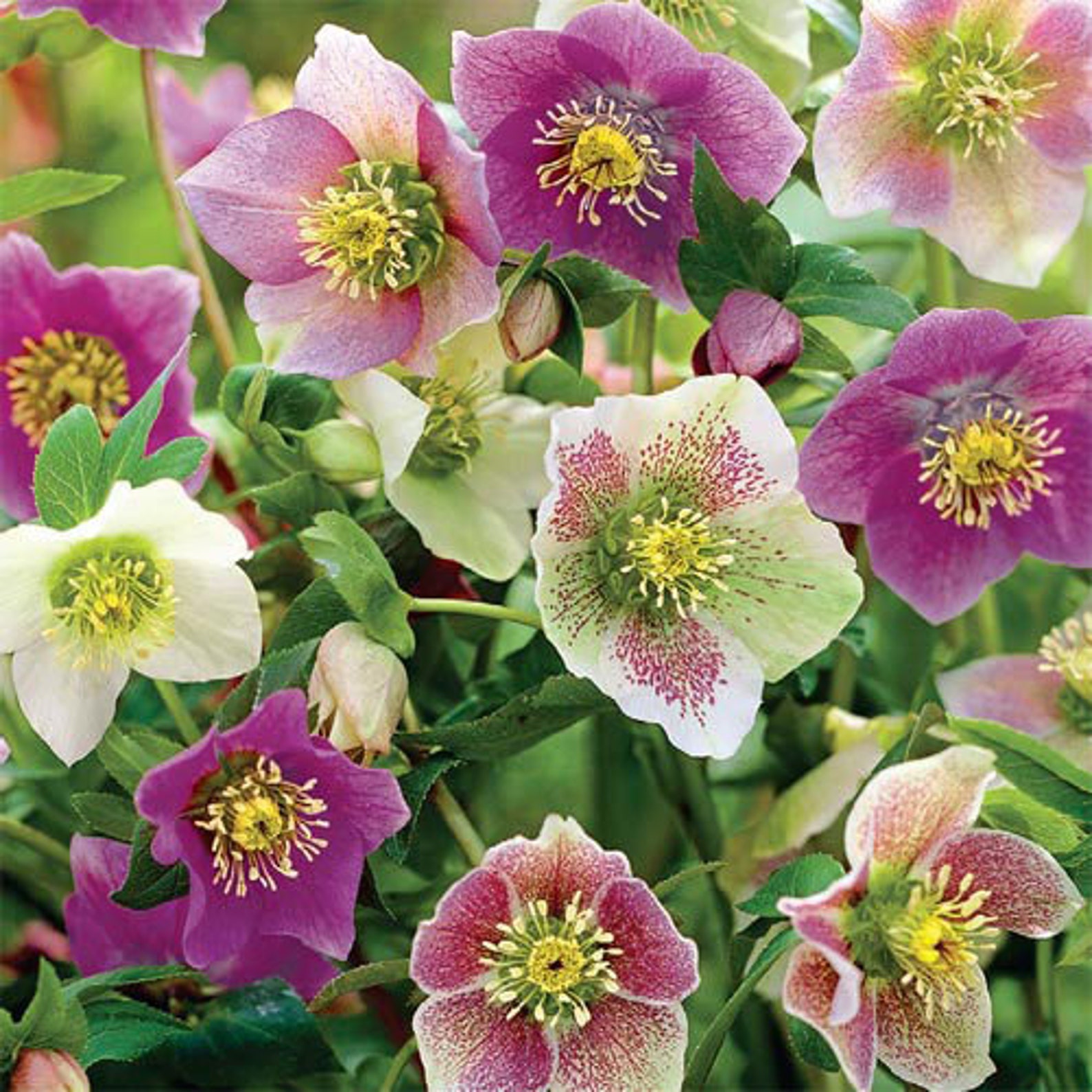 Christmas Rose Helleborus niger Snowbells Resistant | Etsy