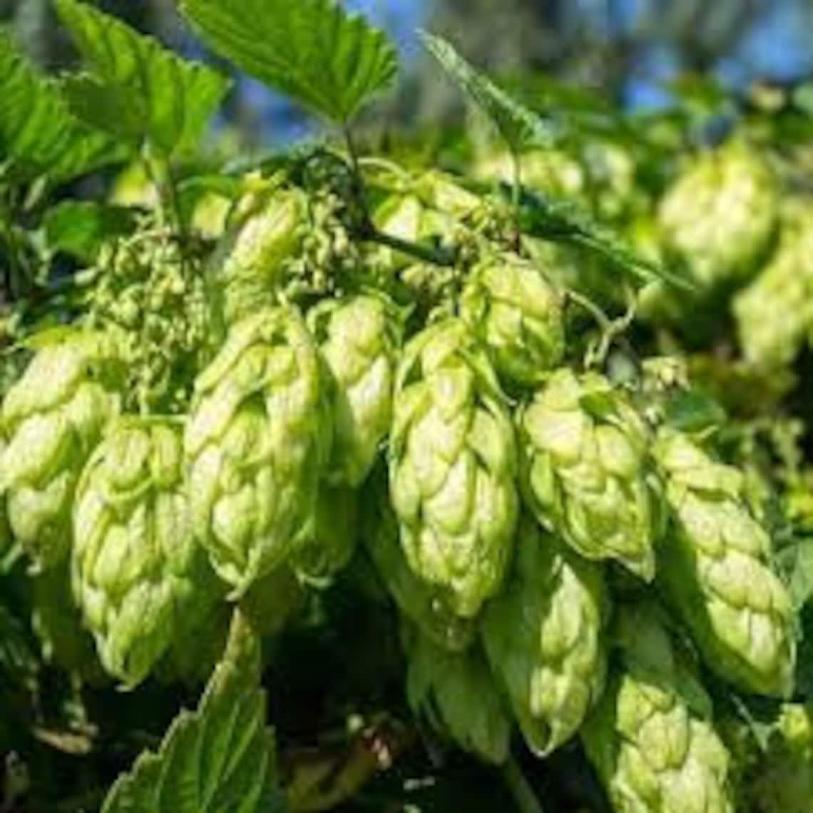 Hops Beer Malt Seed Unique Flavor/aromatics/humulus - Etsy
