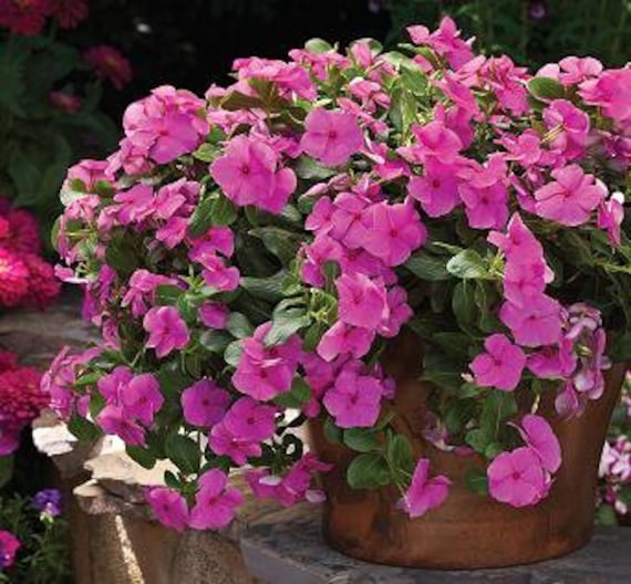 Vinca Cora Cascade Lilac: Showy Flowers Trailing Attracks | Etsy