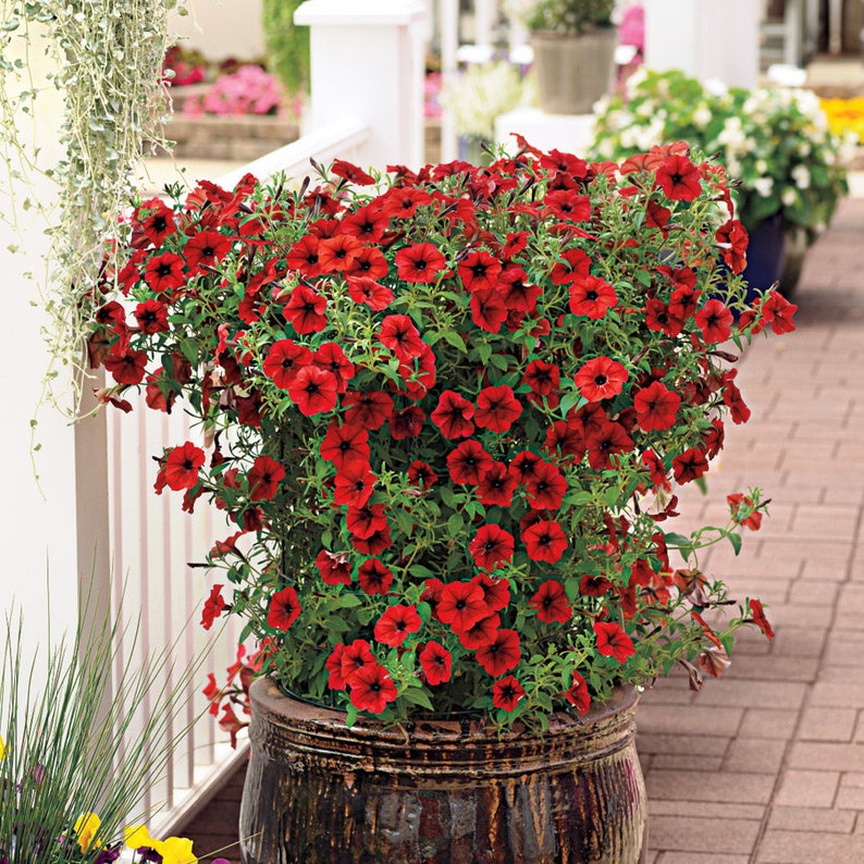 Petunia Tidal Wave Red Velour/mountains of Color/biggest Petunia Series ...