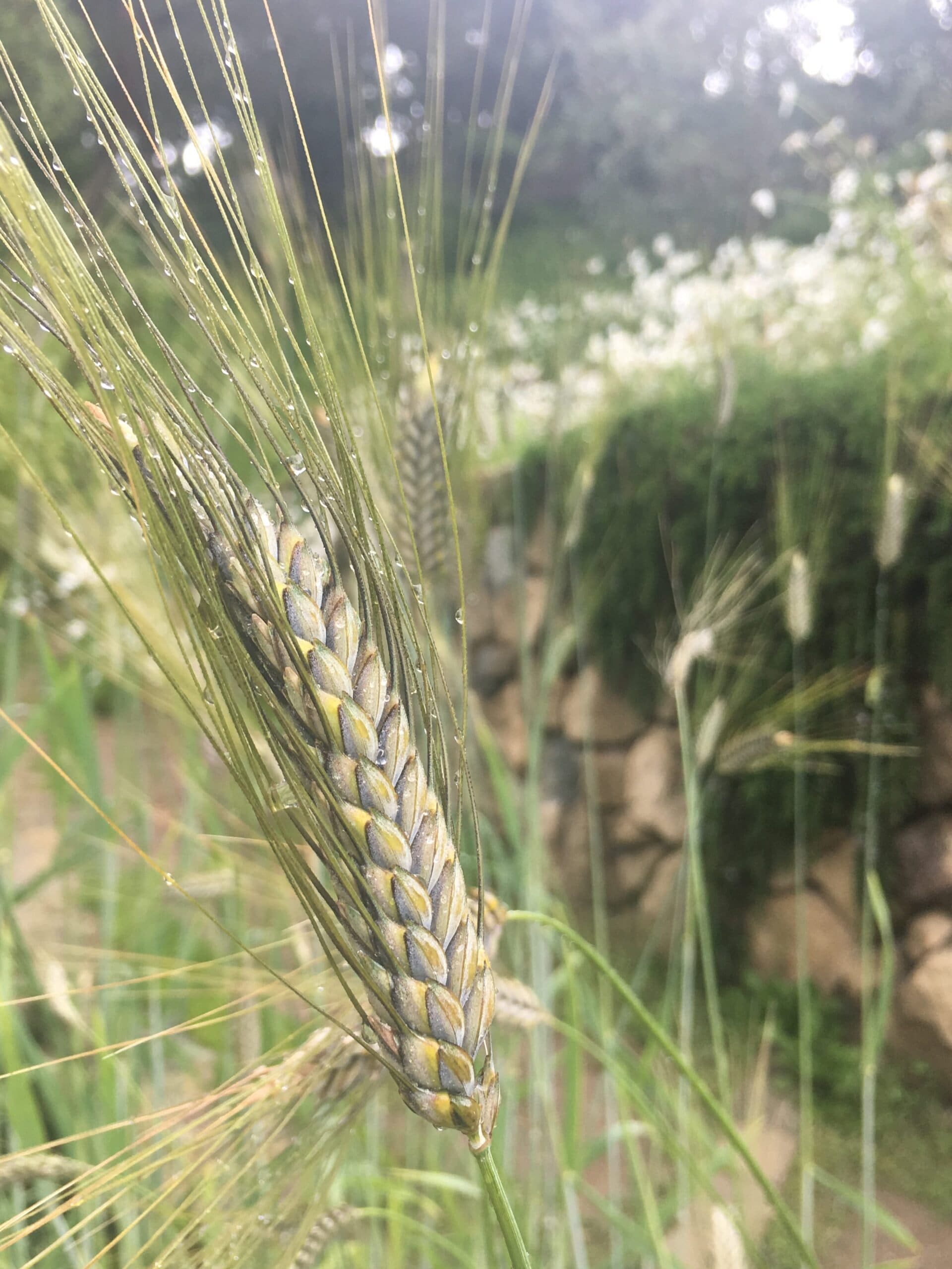 Black Tip Wheat Ornamental Grass Beautiful Bouquet 20 Seeds - Etsy