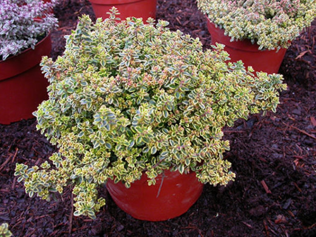 Creeping Thyme LEMON (25 Seeds) Thymus P[olegioides Aromatic - Etsy