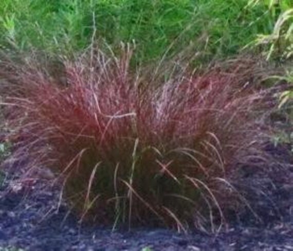 Ornamental Grass: Carex Cappuccino Coffee-chocolate Foliage - Etsy