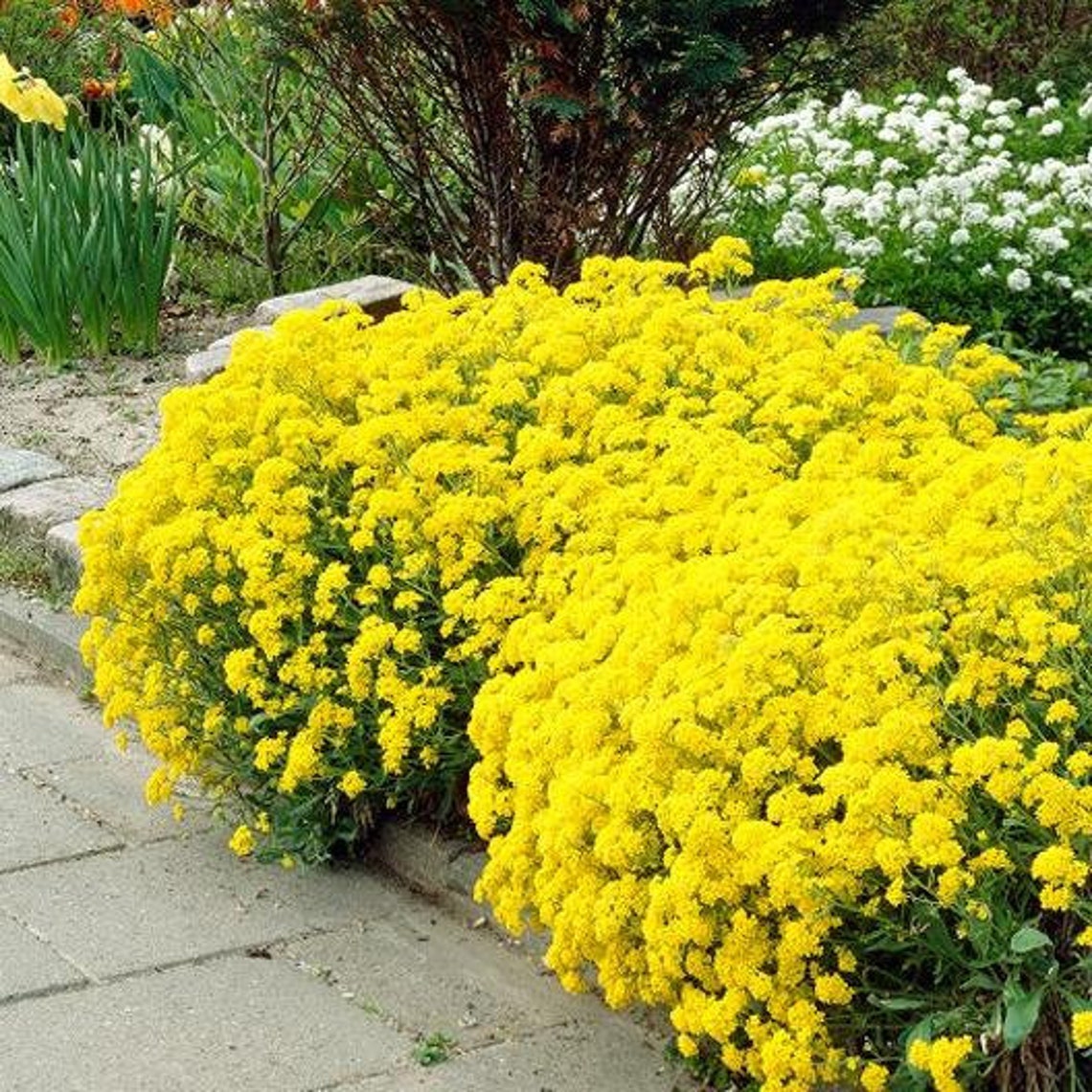 Alyssum Mountanum Mountain Gold/golden Alyssum/rock Madwort/eye ...