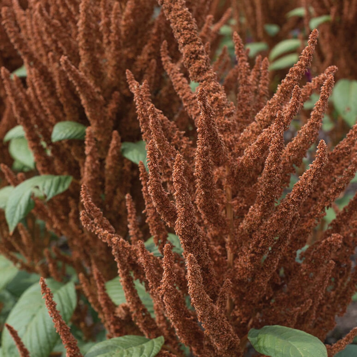 Amaranthus Hot Biscuits Feathery Flowers Armloads Of Earthy Etsy