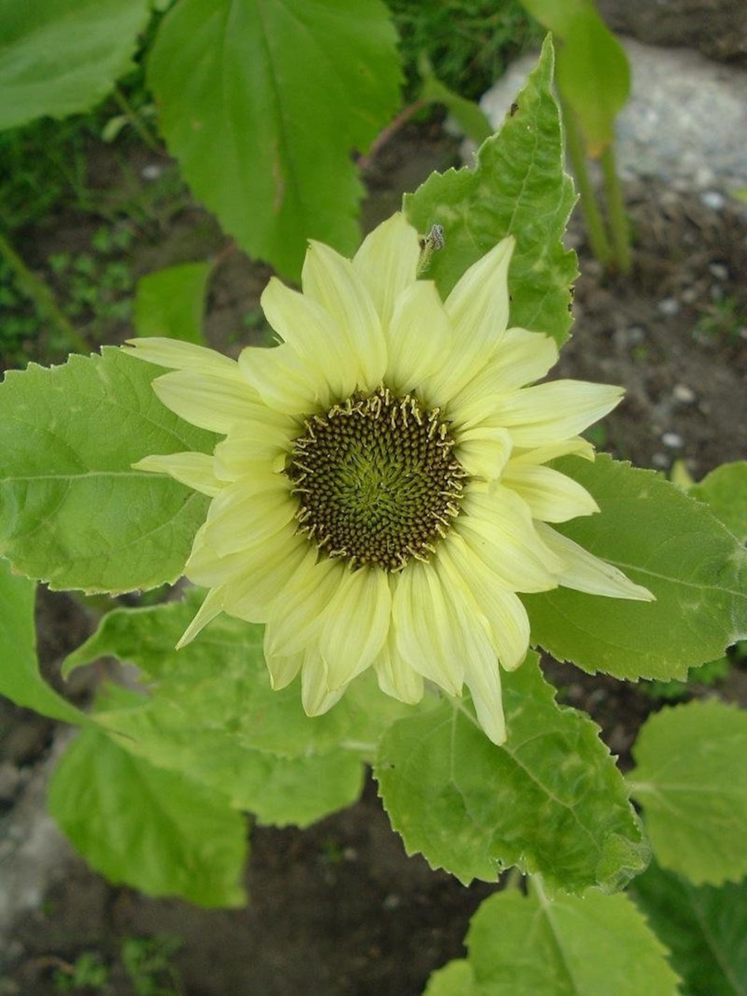Sunflower Jade Delight 20 Seeds - New and Vibrant Addition to Sunflower ...