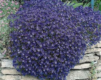 Aubrieta Cascade Purple Trailing Habit for Hanging | Etsy