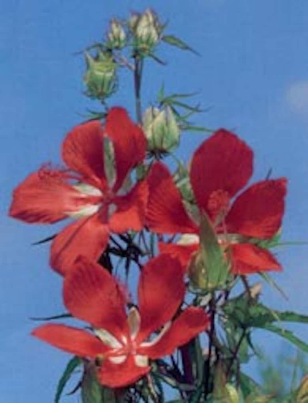 Hibiscus Coccineus Red Texas Star,brilliant Red 6" Star Flower/36" T ...