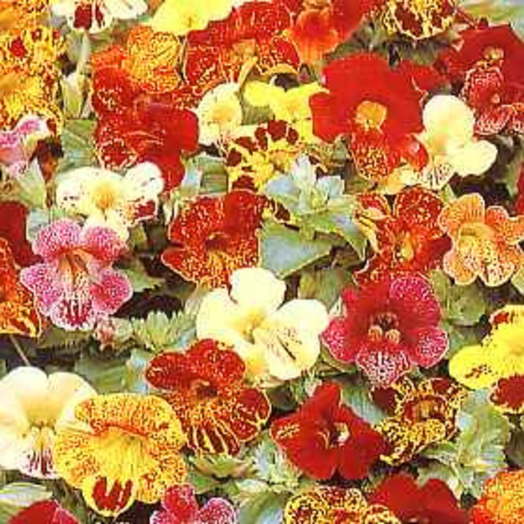 Mimulus Calypso Mix - Colorful Bursting Blooms, Solids, Spotted and ...