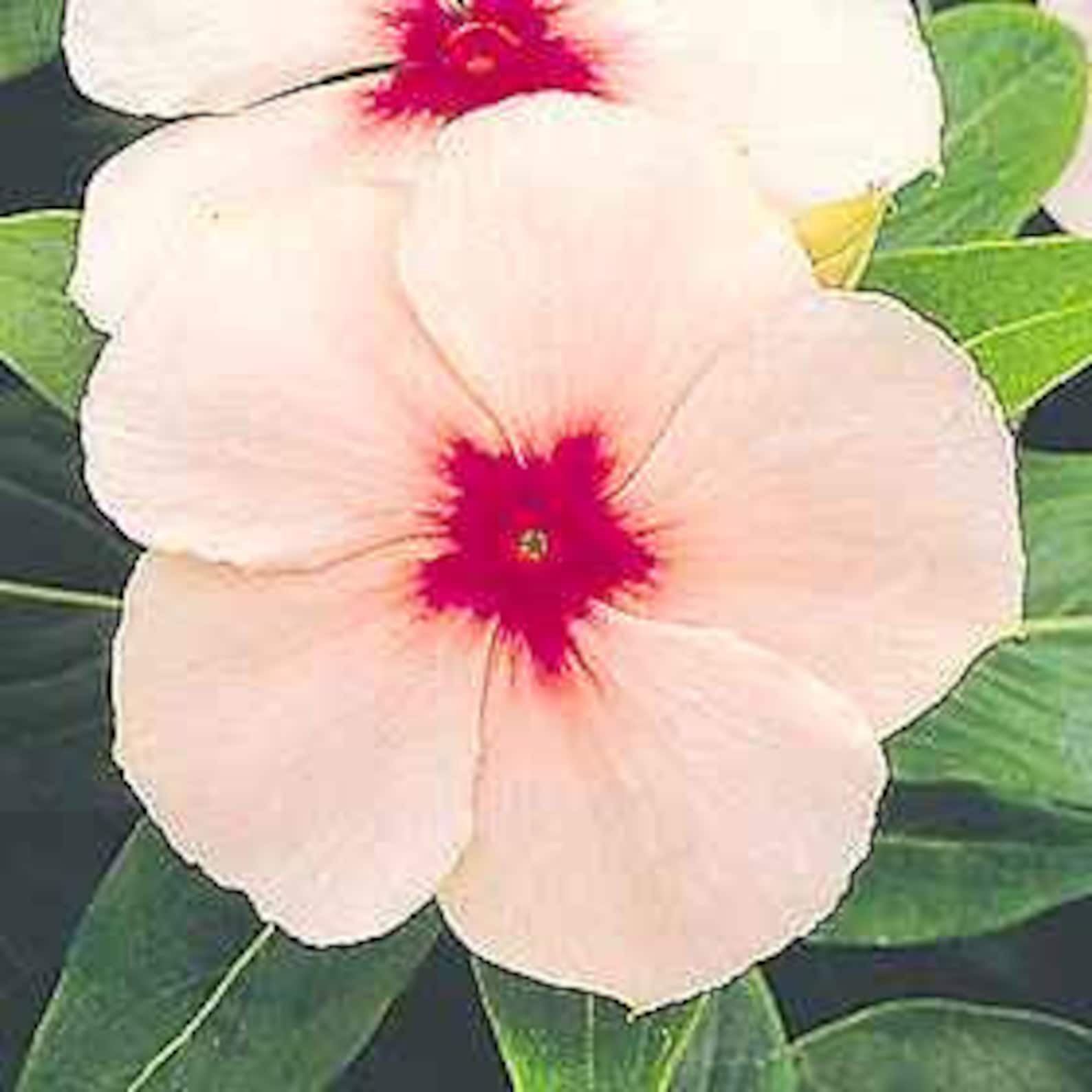 Vinca Pacificaxp Apricot Soft Peach With Dark Red Eye Lasting All ...