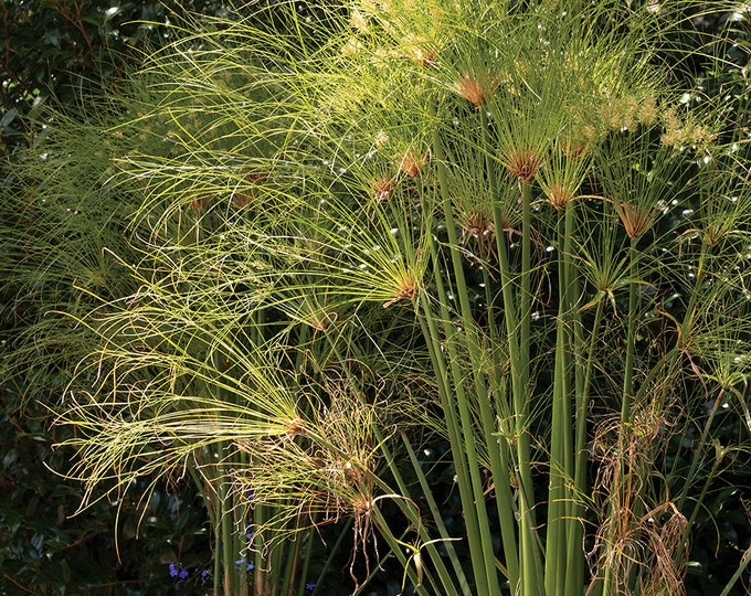 Cypress Papyrus Reed Live Plant Landscape or Garden Gift Ideas Pond ...