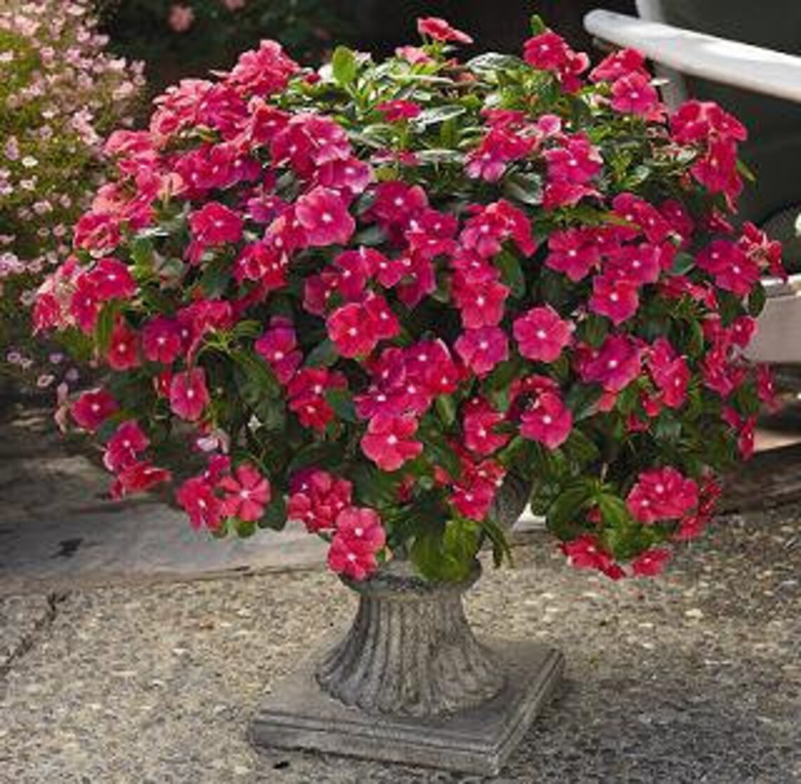 Vinca Cora Cascade Cherry - so Red and Inviting. Lucious Blooms ...