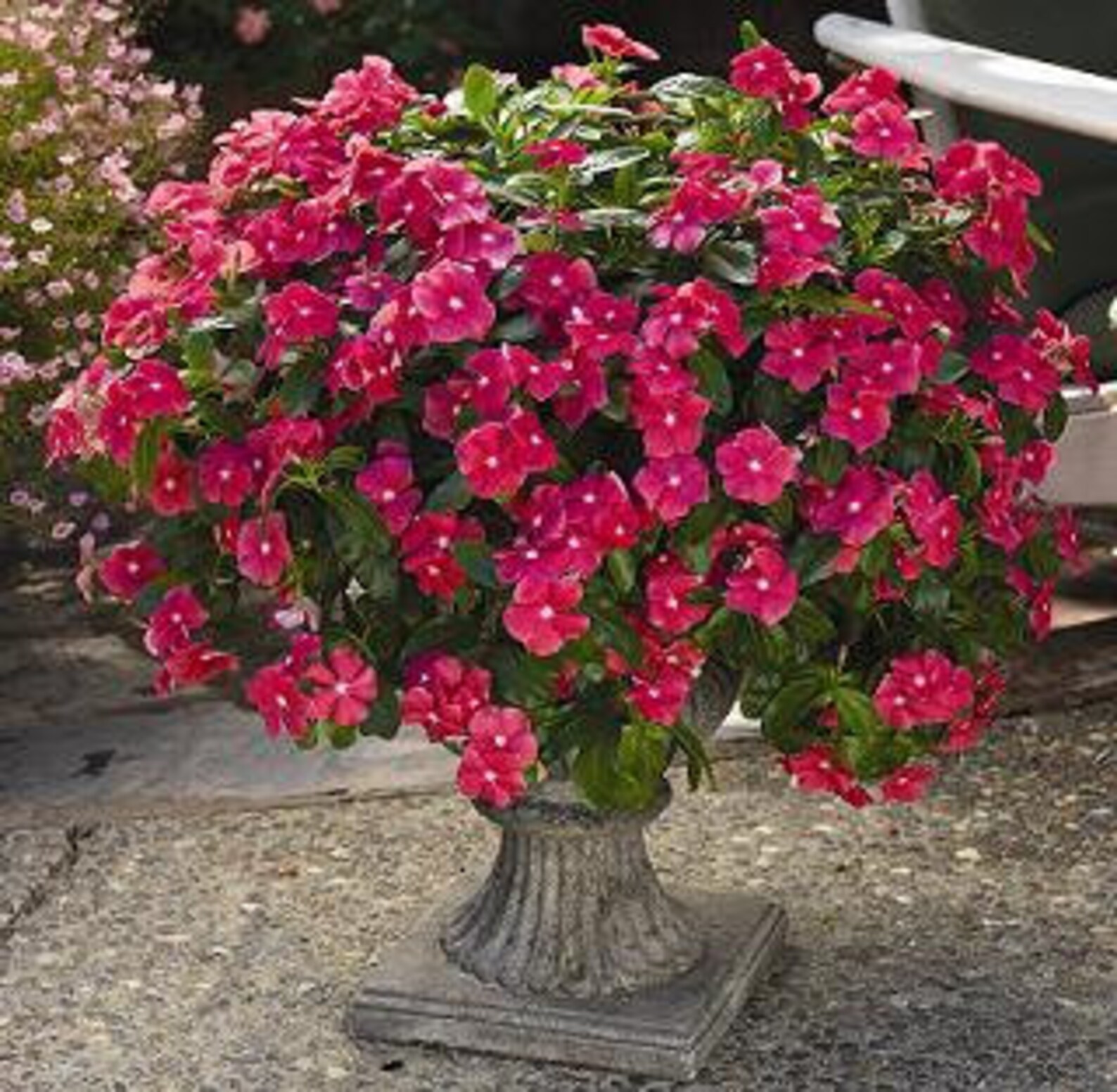 Vinca Cora Cascade Cherry - so Red and Inviting. Lucious Blooms ...