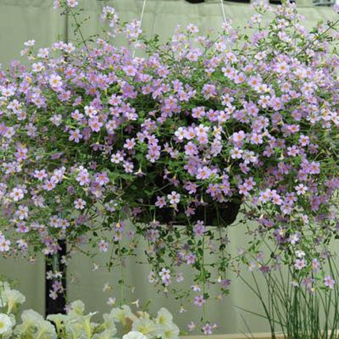 Bacopa Blutopia Seed/white Snowtopia or Pinktopia Hanging Basket ...