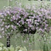 Bacopa Blutopia Seed/white Snowtopia or Pinktopia Hanging Basket ...
