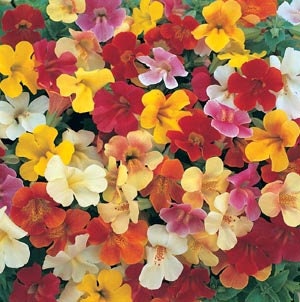 Mimulus Magic Mix: Breathtaking, Compact/spreading Habit, Hanging ...