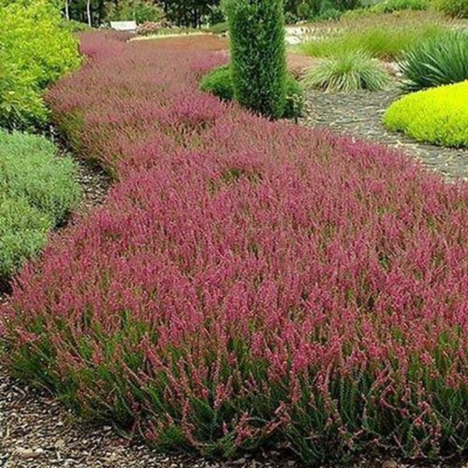 Heather Scotch Calluna Vulgaris/perennial Evergreen Ground Cover/shrub ...