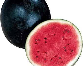 Vinca Pacificaxp Apricot Soft Peach With Dark Red Eye - Etsy