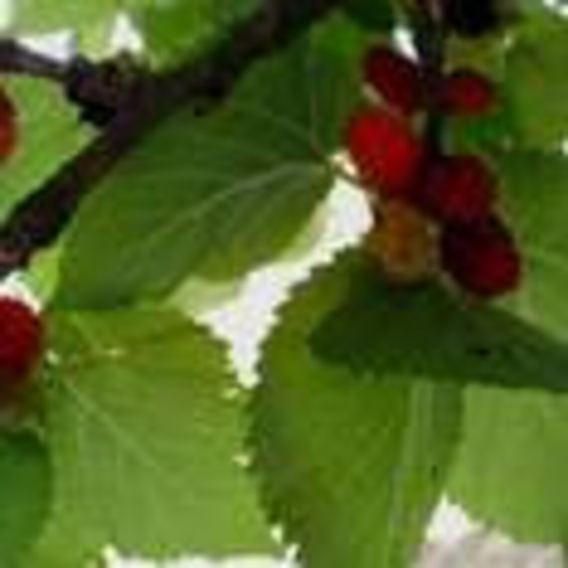 Privacy Hedge Mulberry Black/morus Nigra/privacy Fence With Yummy ...