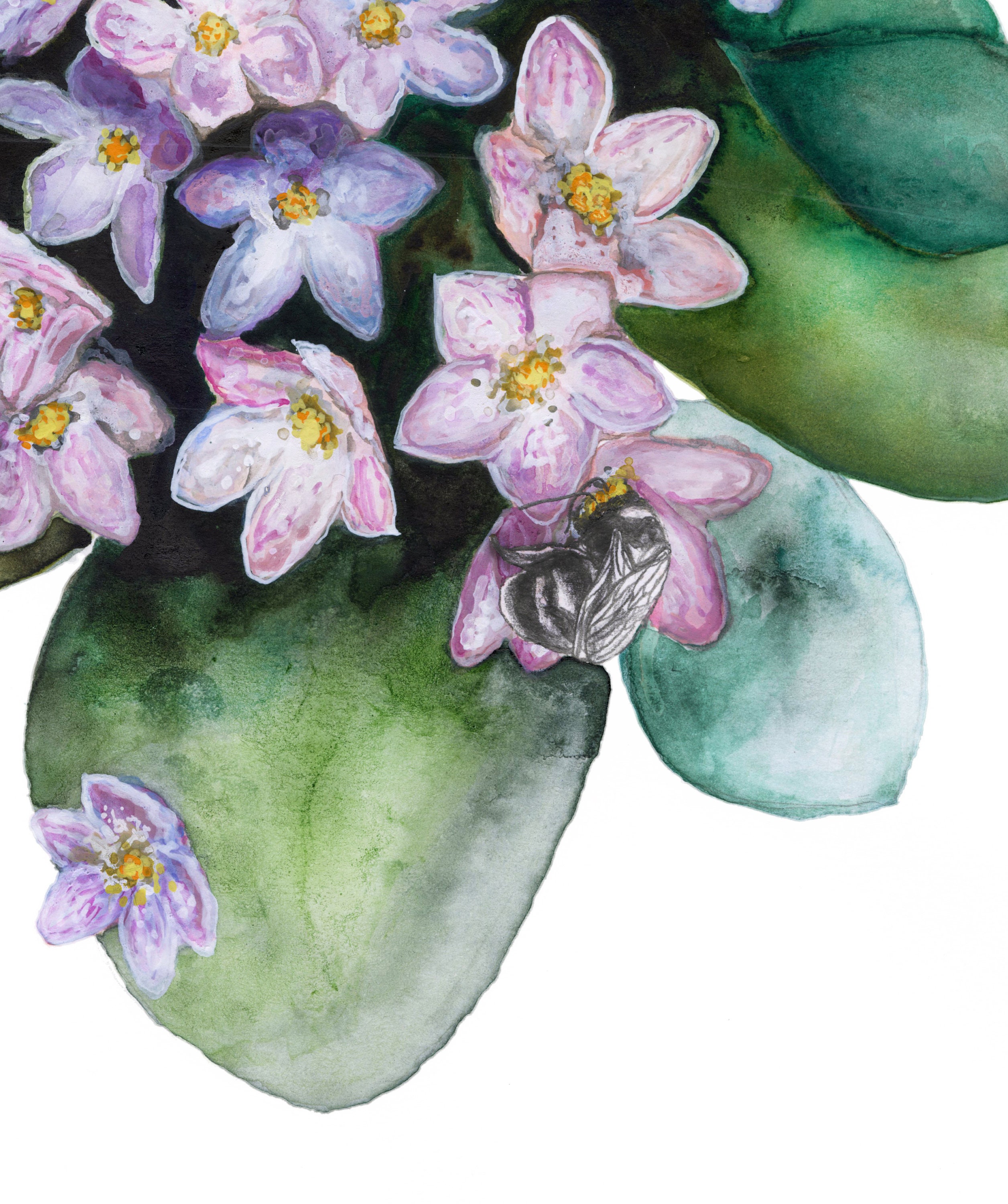 Watercolor Mayflower Print Massachusetts Home Decor Pink - Etsy