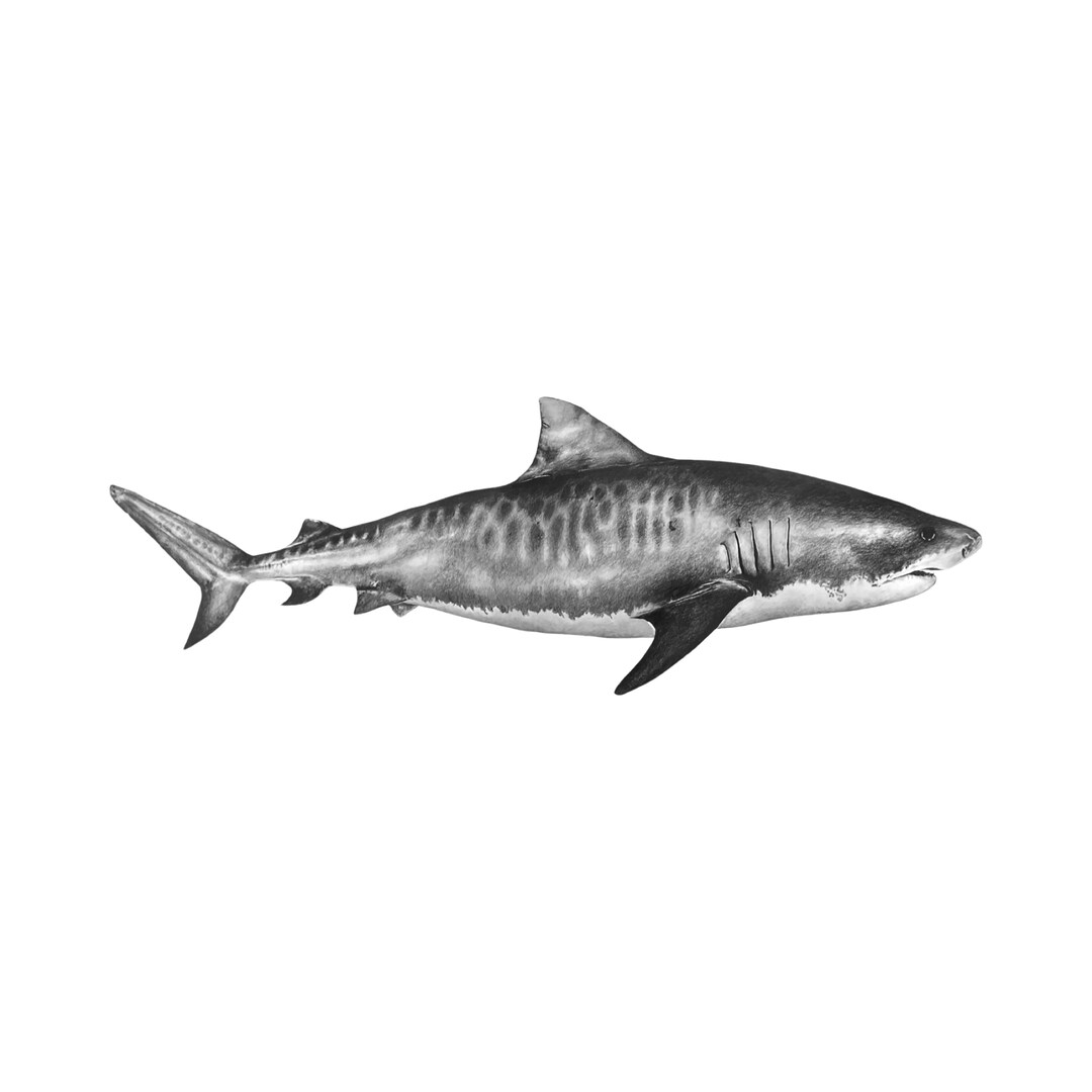 Tiger Shark Art | Shark Artwork | Ocean Animal Design | Tiger Shark ...