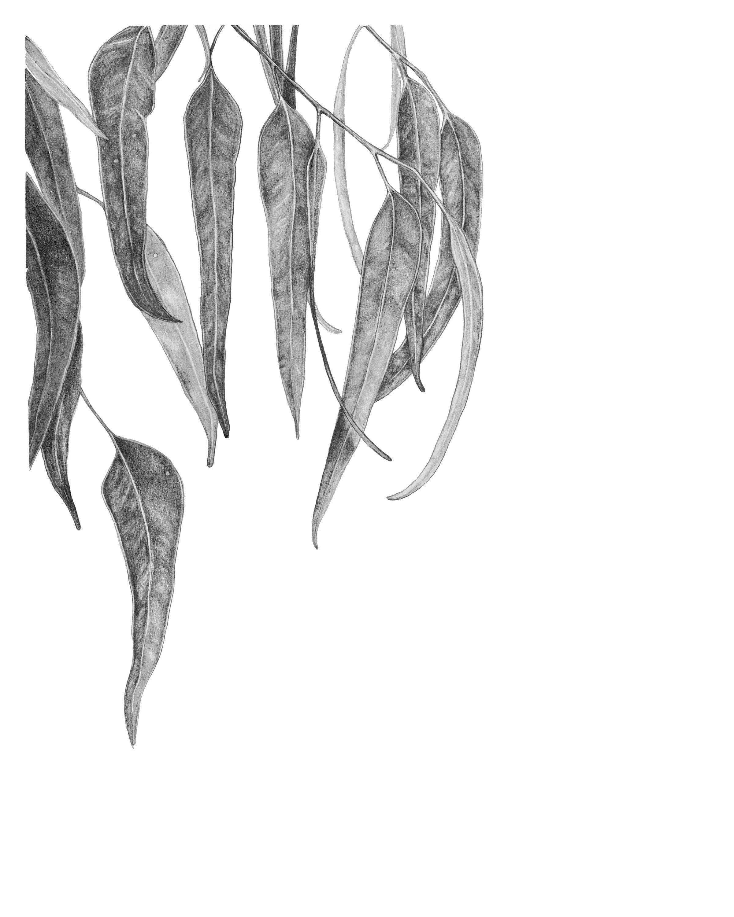 Red Gum Eucalyptus Pencil Poster Pencil Leaf Art Print - Etsy