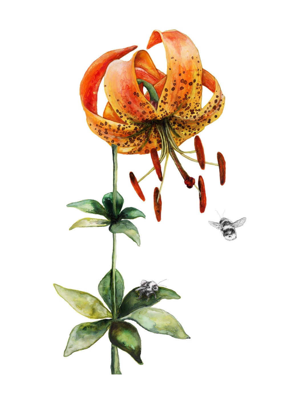 Tiger Lily & Bumble Bees – Watercolor and Graphite Botanical Art Print ...
