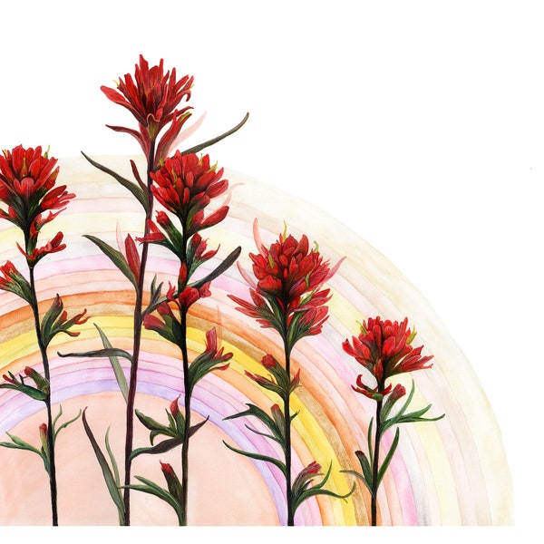 Indian Paintbrush - Etsy