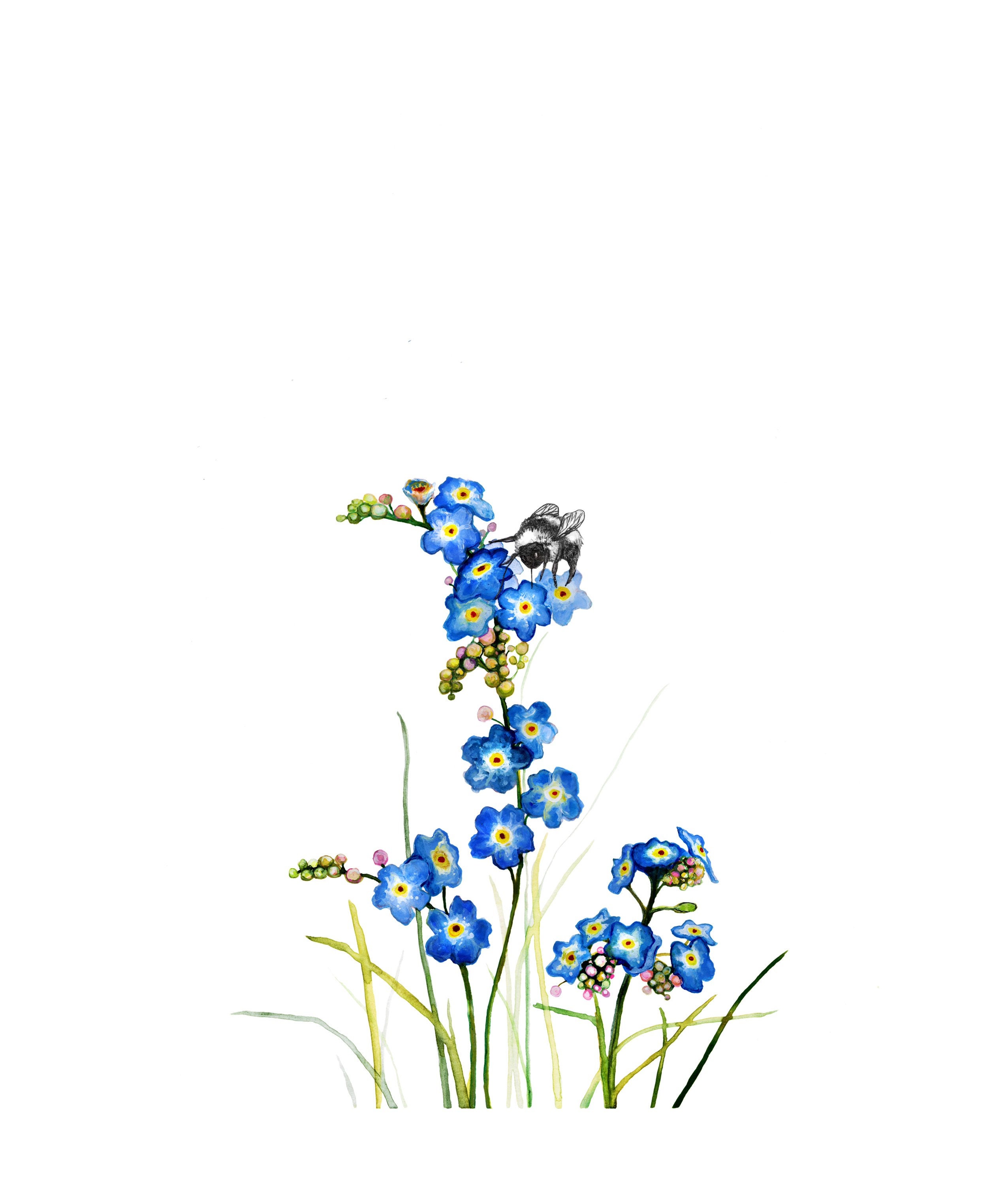 Forget Me Not Flowers Drawing