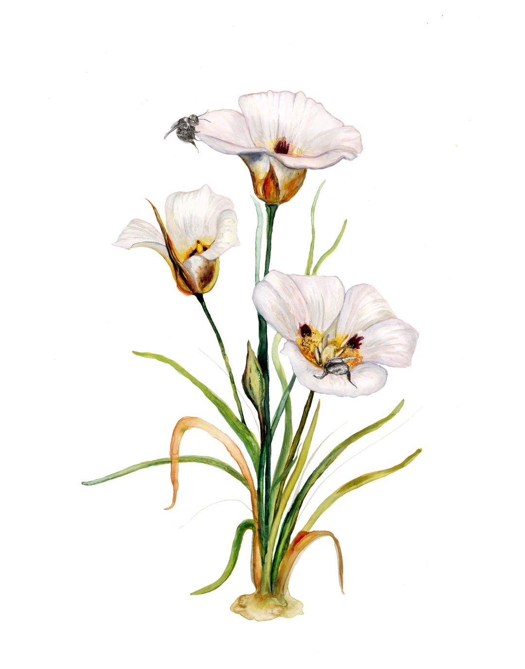 Sego Lily Watercolor Print: Utah State Flower, Bee Art - Etsy