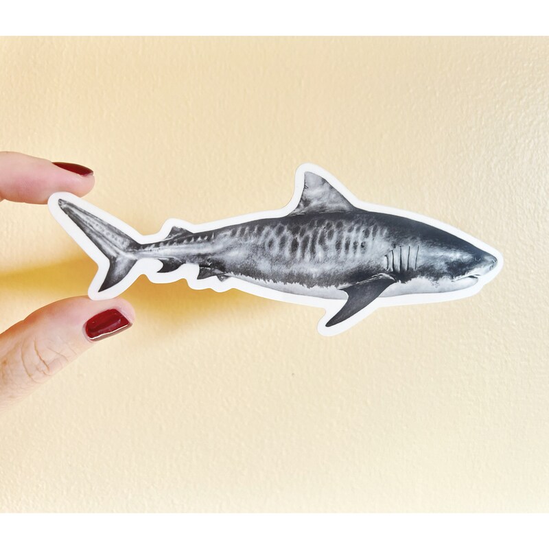 Shark Wall Sticker - Etsy