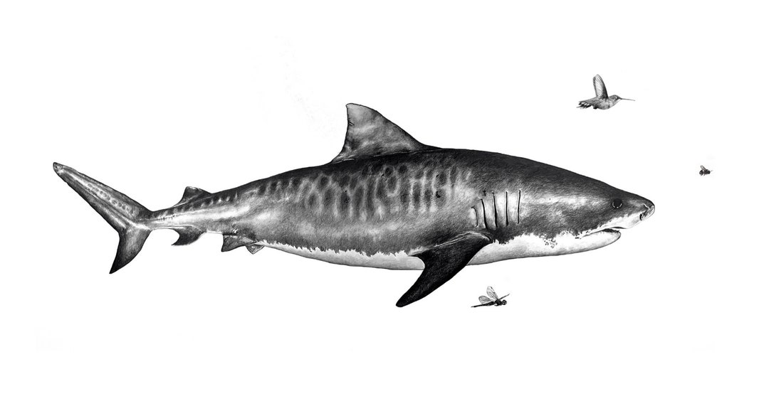 Pencil Drawing Tiger Shark Decor | Shark Nursery Theme | Ocean Animal ...