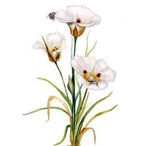 Botanical Sego Lily Watercolor Illustration, Abstract Decor, Fine Art ...