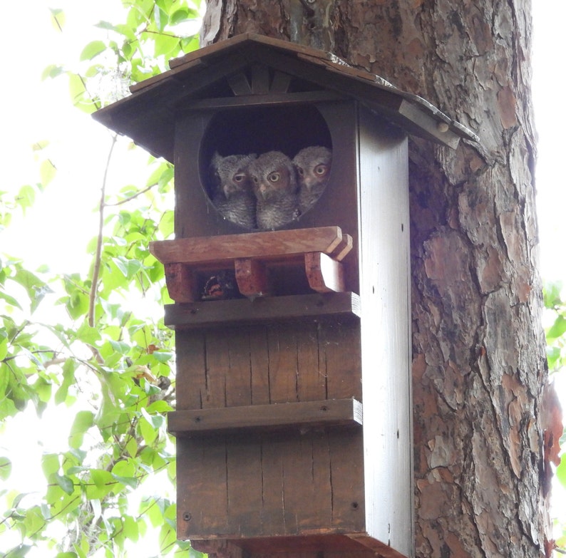Owl Nesting Houses For: Horned Owl, Burrowing Owl, Screech Owl, Barred ...