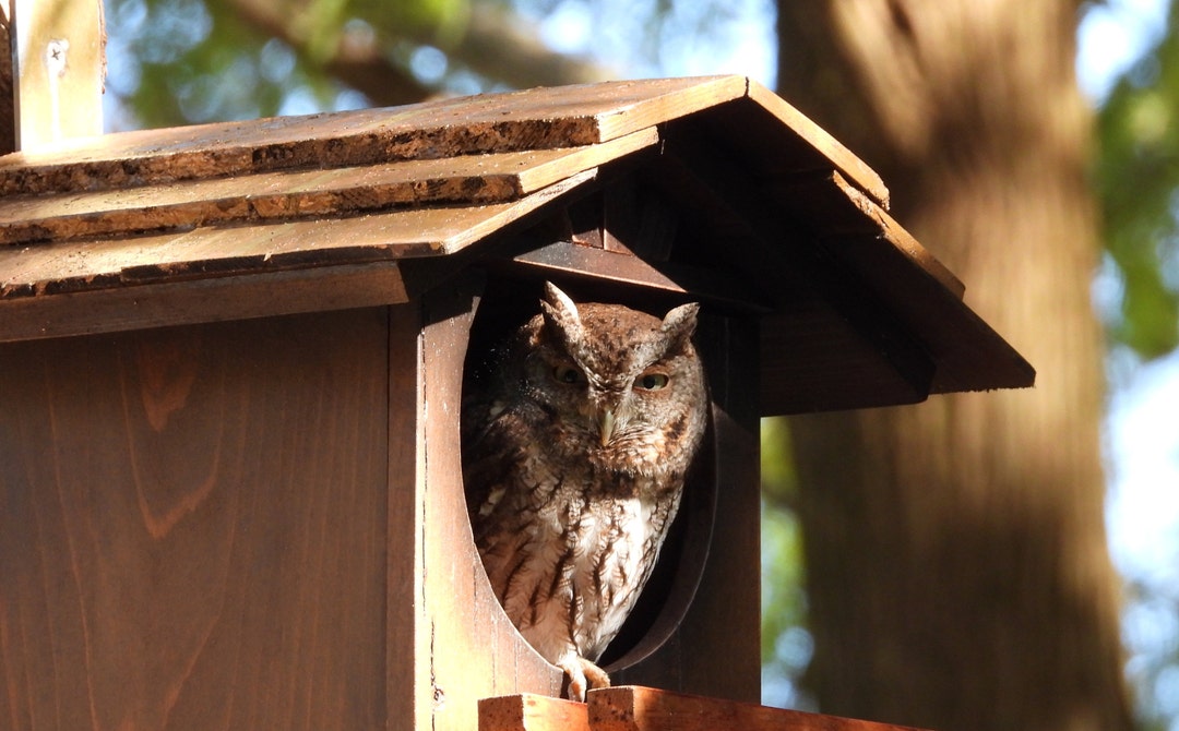 Owl Nesting Houses For: Horned Owl, Burrowing Owl, Screech Owl, Barred ...