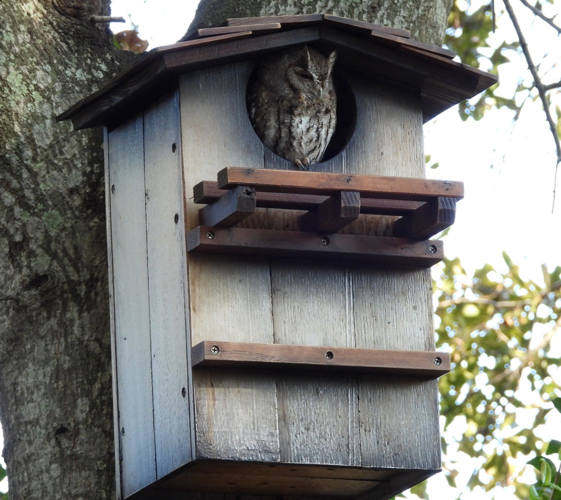 Barred Owl House Design Gambaran