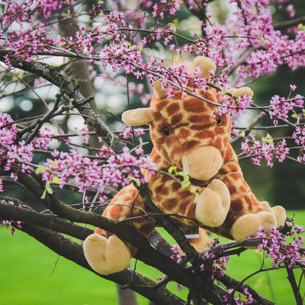 Stuffed Giraffe - Etsy