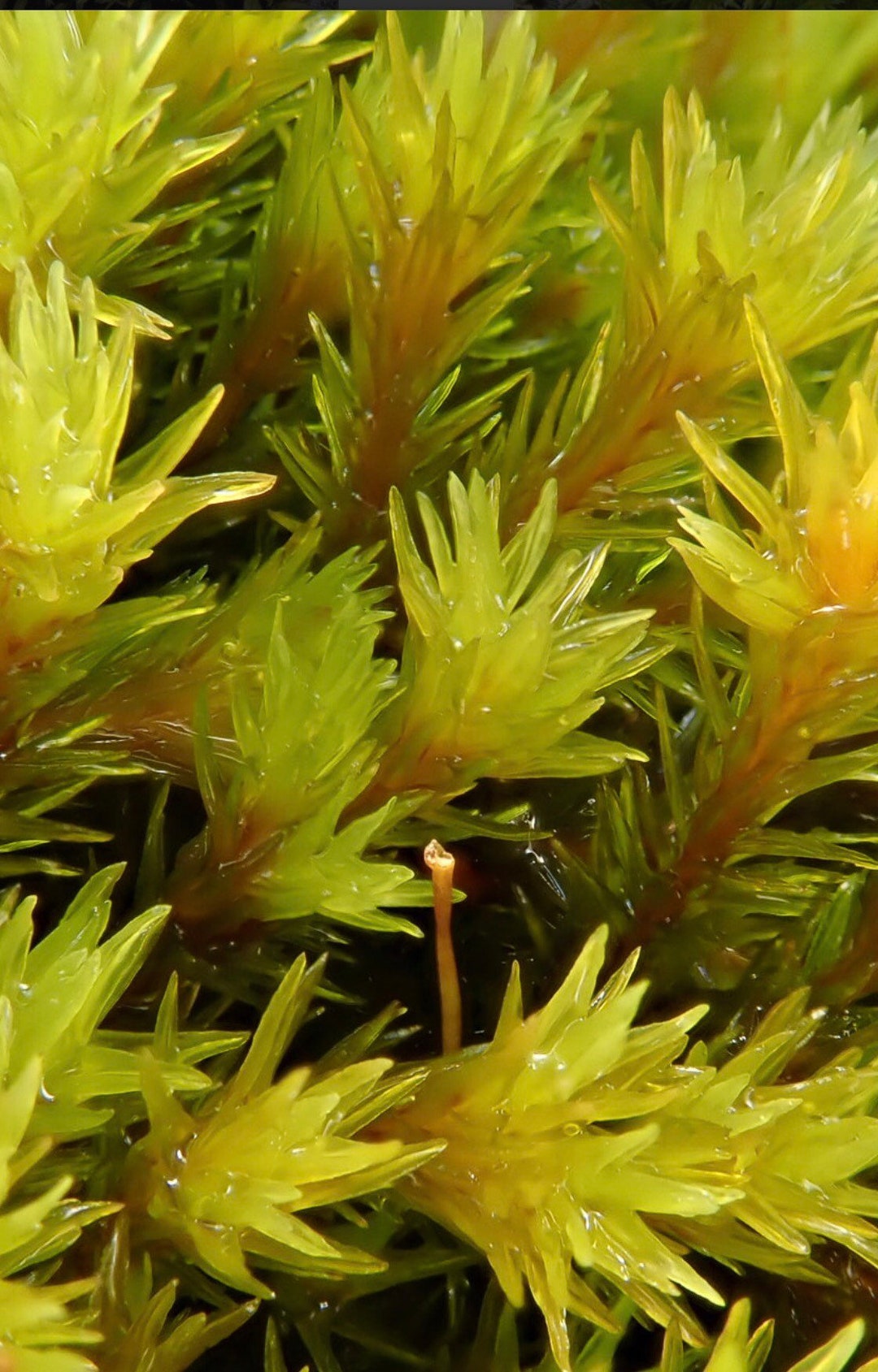Musgo acuático, Racomitrium aquaticum, con certificación fitosanitaria ...