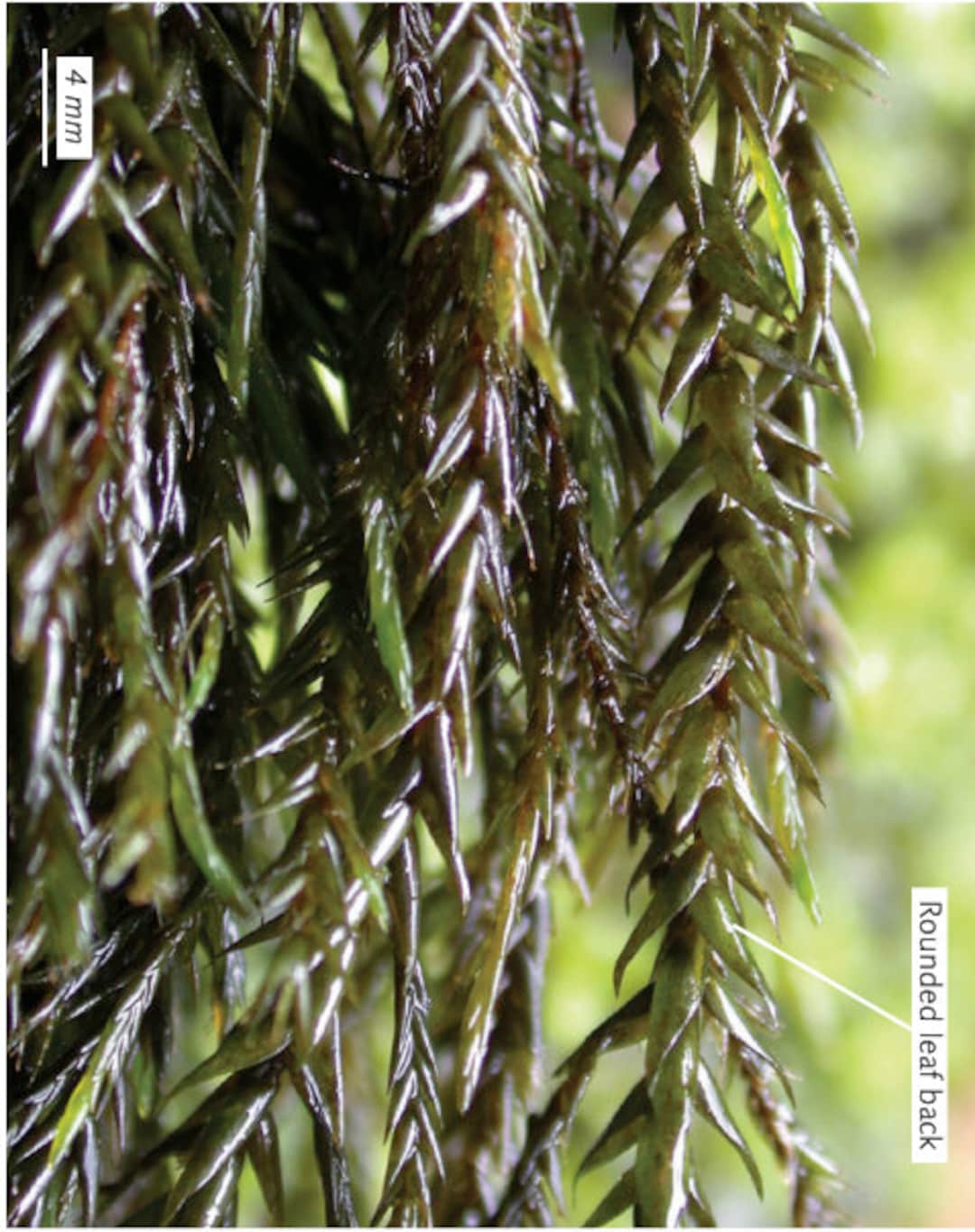 Aquarium Moss Fontinalis Squamosa, With Phytosanitary Certification and ...