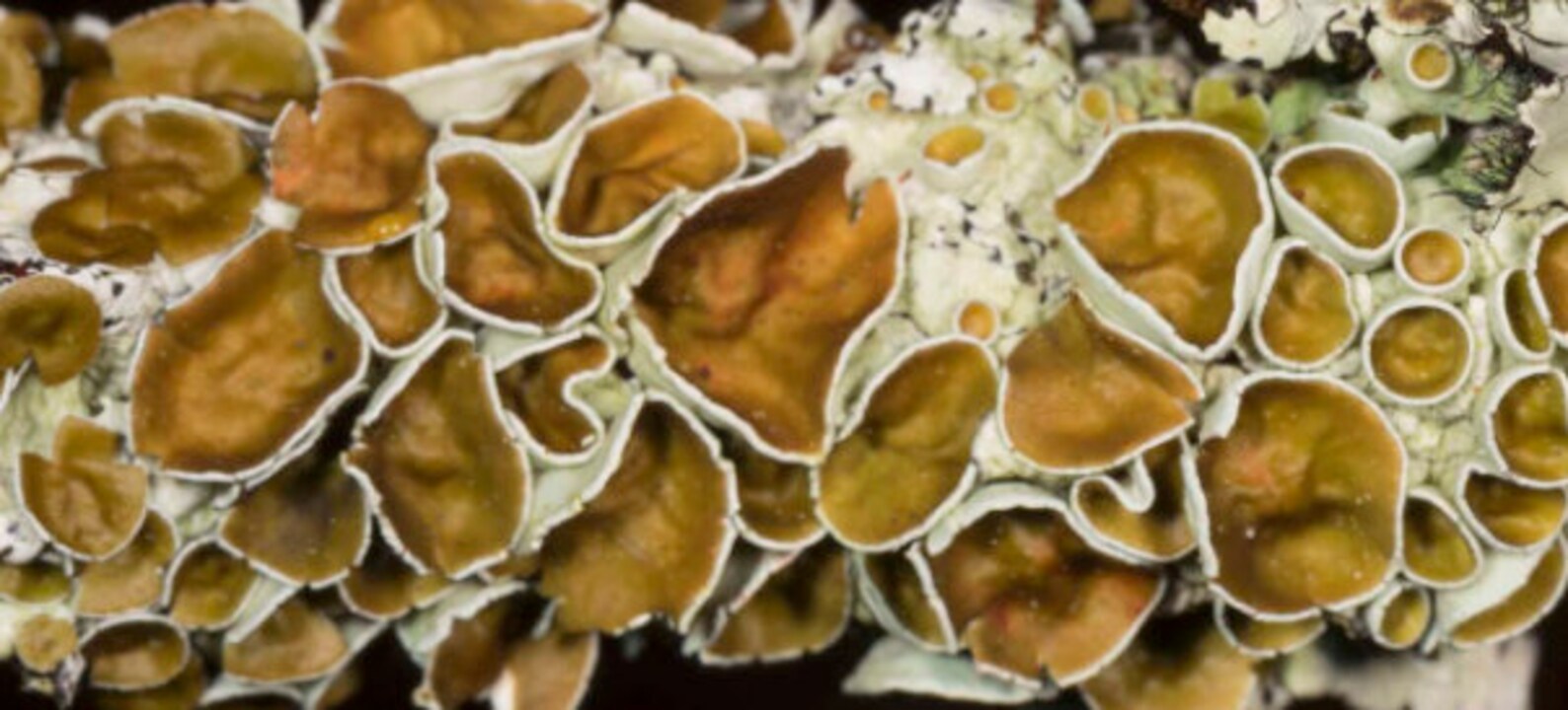 Terrarium Lichen Living Smooth Axial-bristle Lichen for Terrariums ...